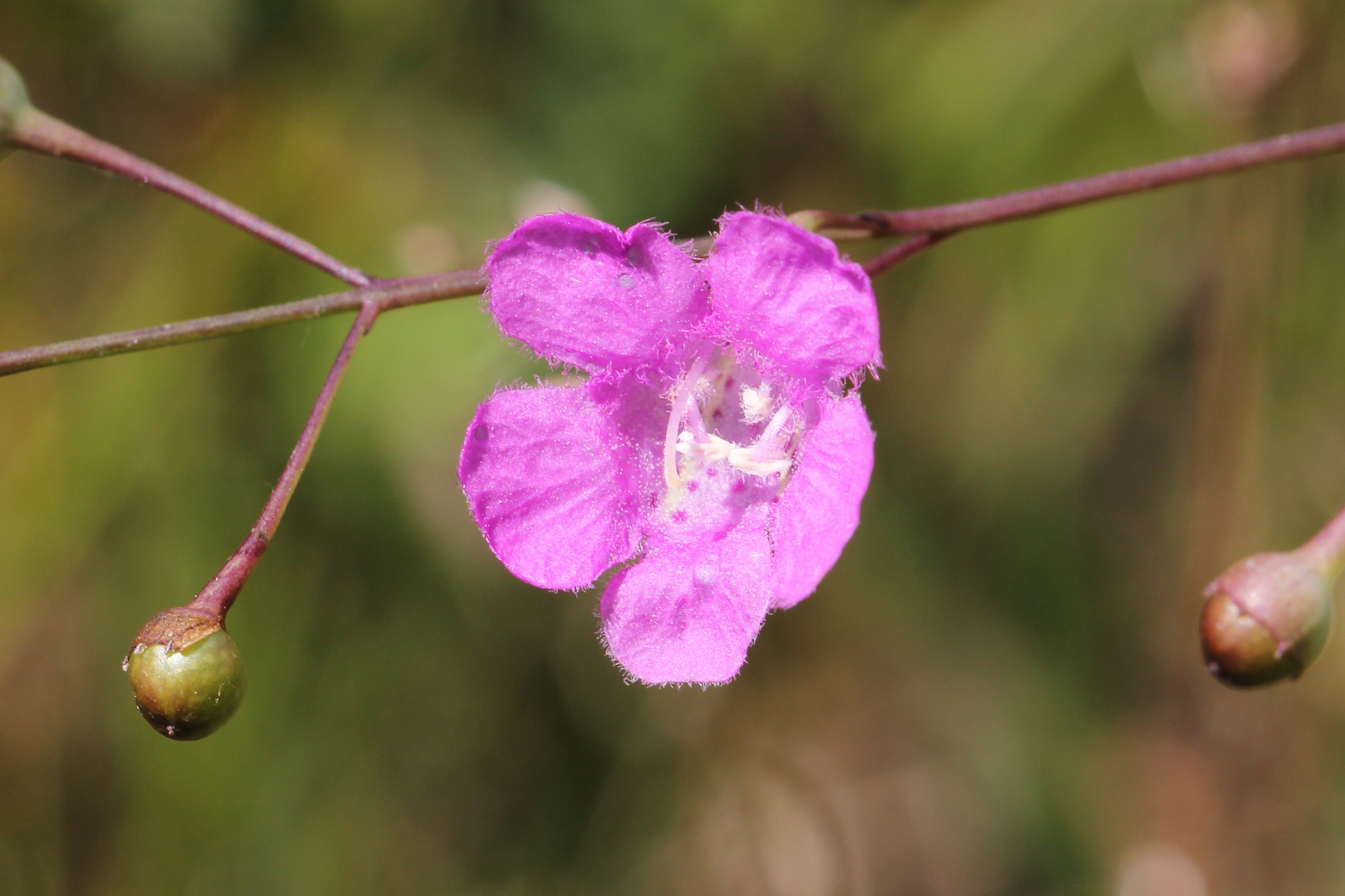 Plantsnap – Identify Plants, Trees, Mushrooms With An App