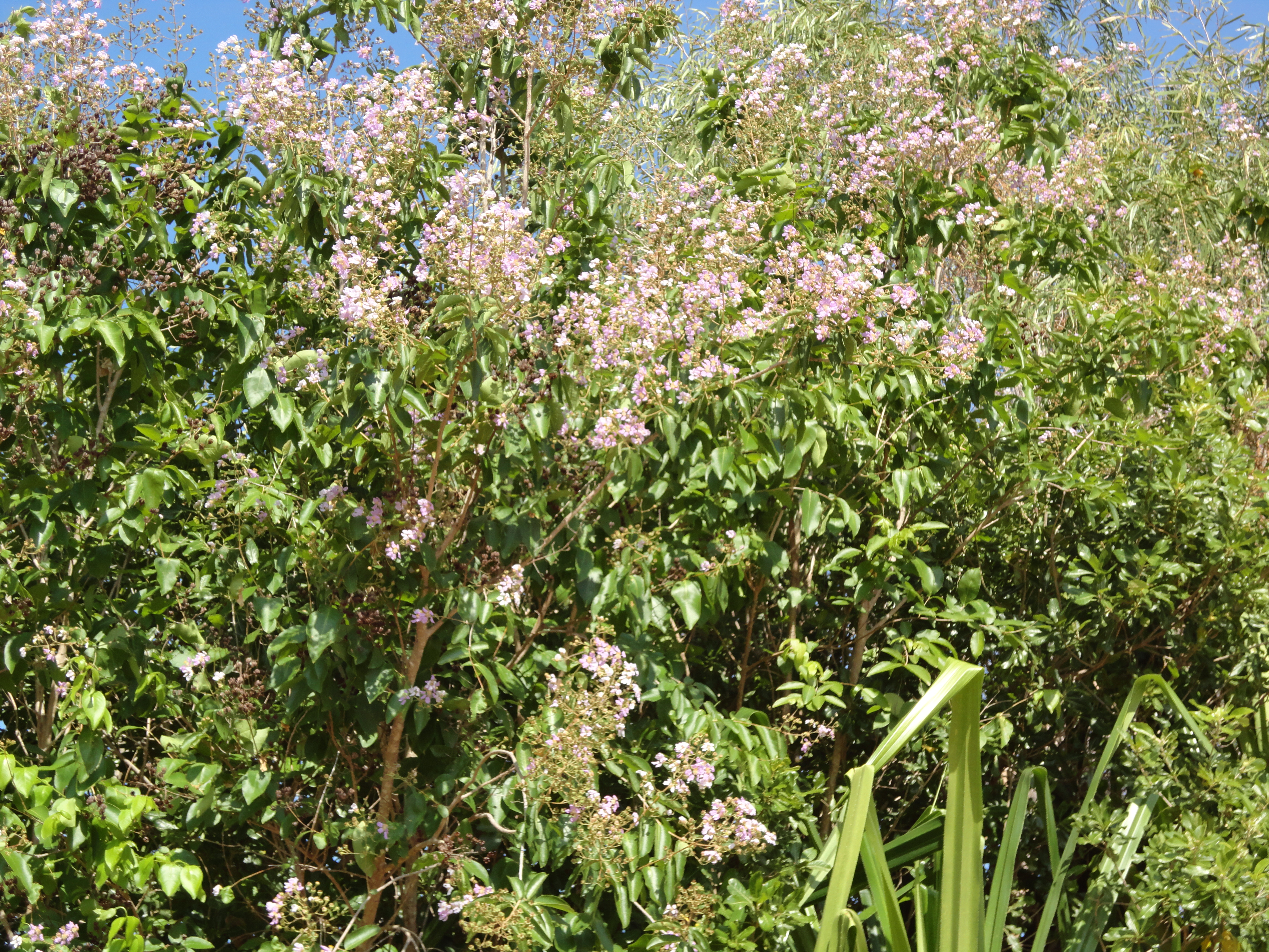 How to care for Archer's queen - Complete Plant Care Guide | PlantSnap ...