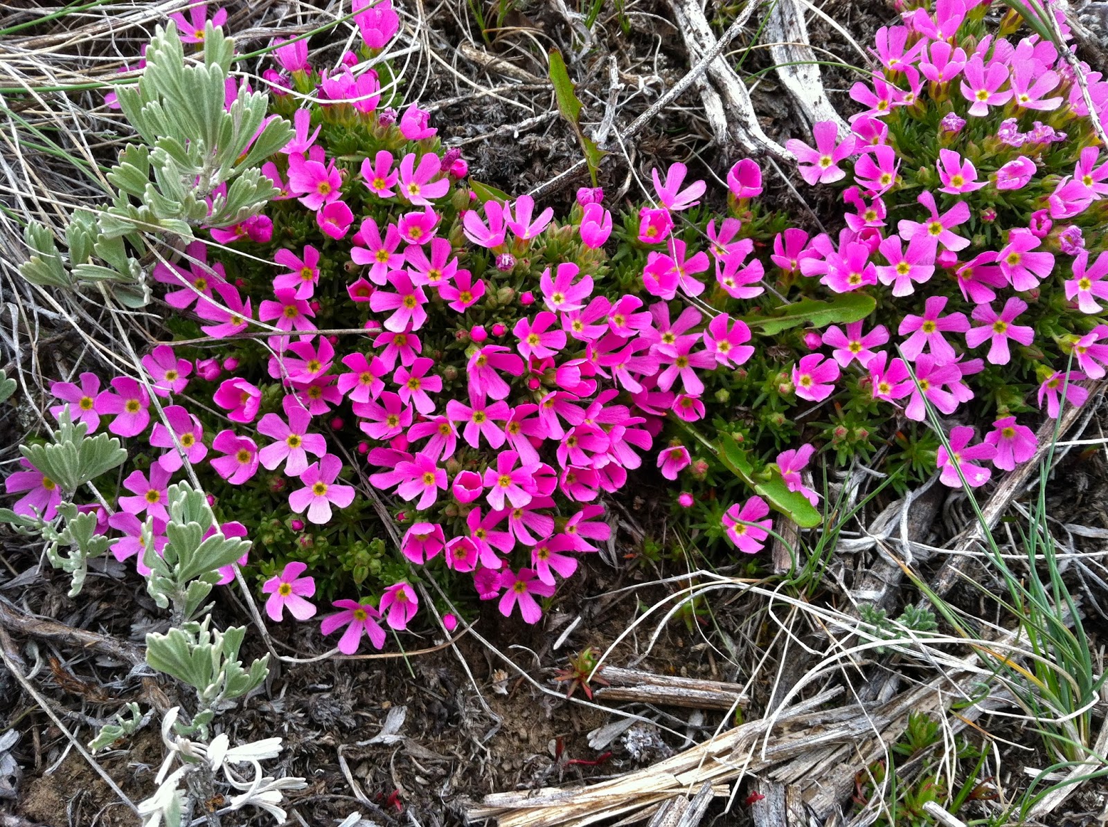 Plantsnap – Identify Plants, Trees, Mushrooms With An App