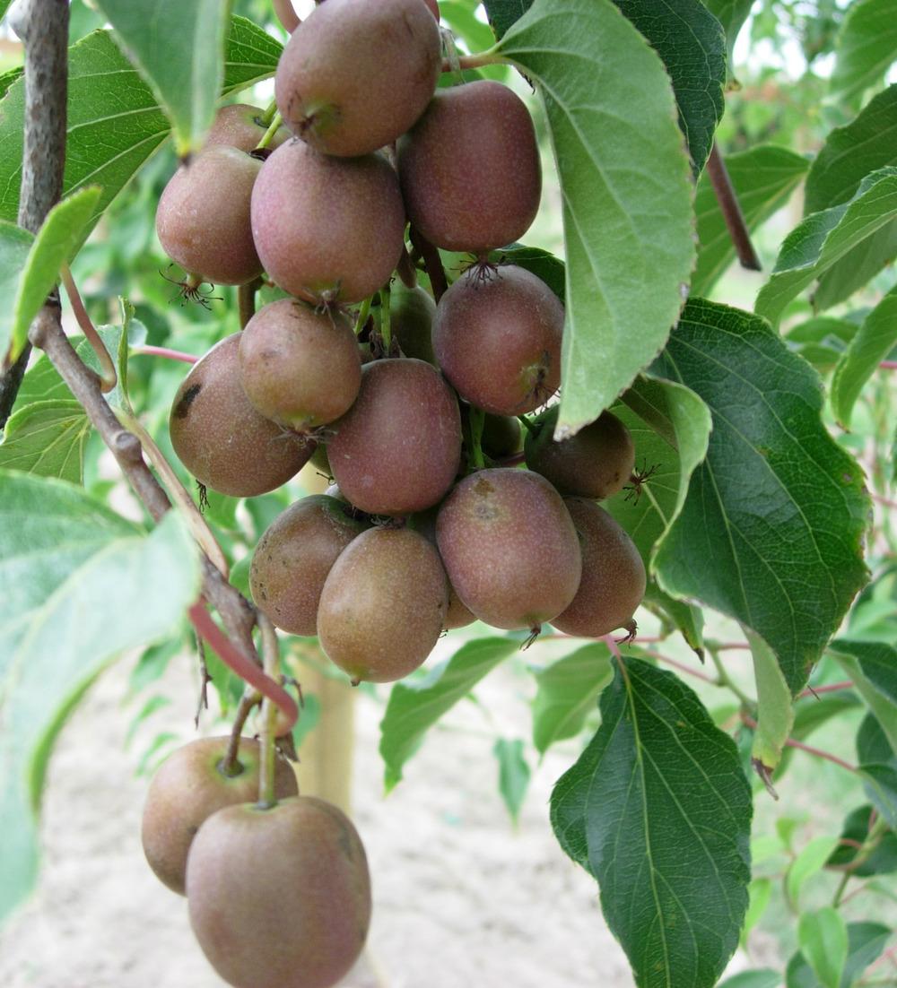 Plantsnap – Identify Plants, Trees, Mushrooms With An App