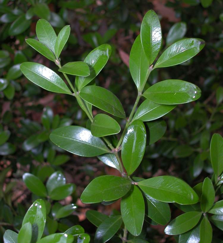 Plantsnap – Identify Plants, Trees, Mushrooms With An App