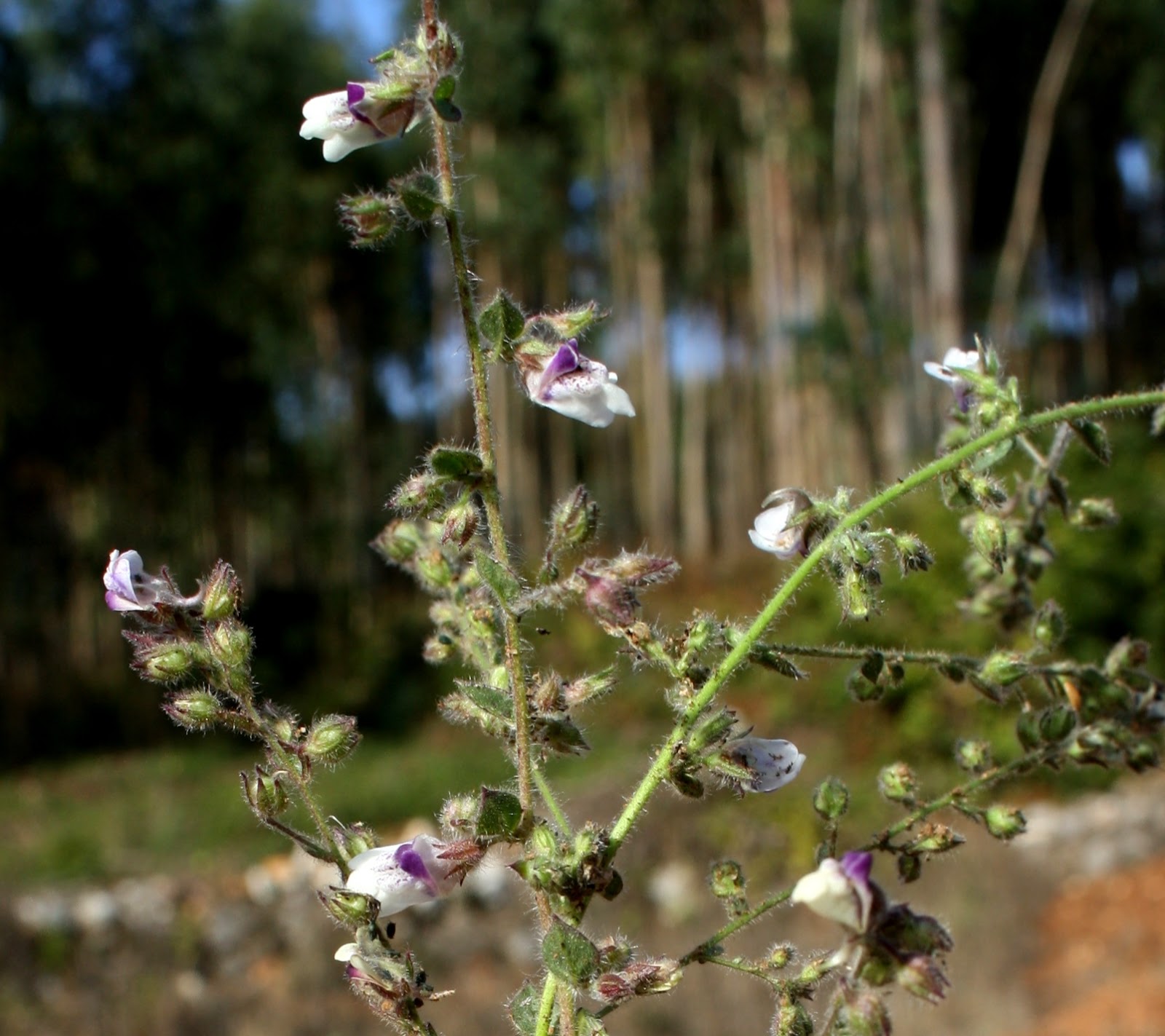 How to care for Mediterranean fluellen - Complete Plant Care Guide ...