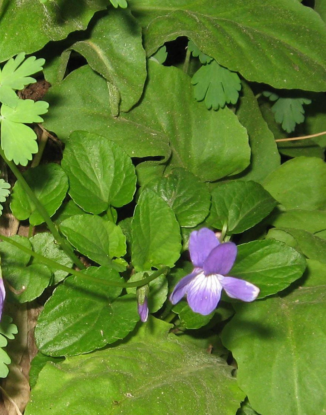 How to care for Clausen's violet - Complete Plant Care Guide ...