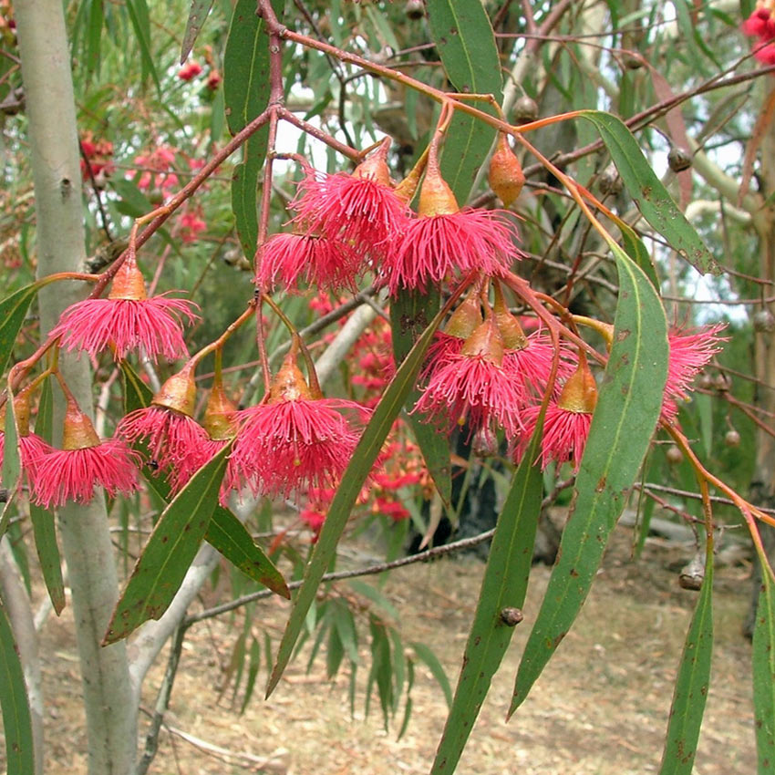 How to care for White ironbark - Complete Plant Care Guide | PlantSnap ...