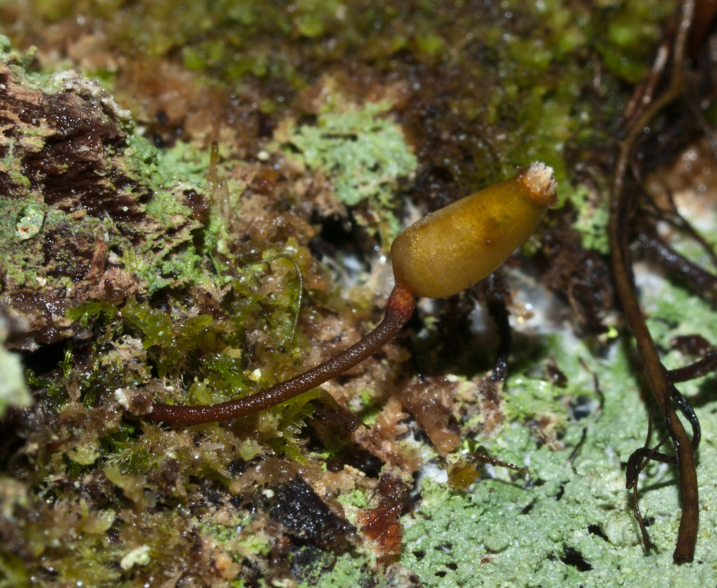 How to care for Piper's bug moss - Complete Plant Care Guide ...