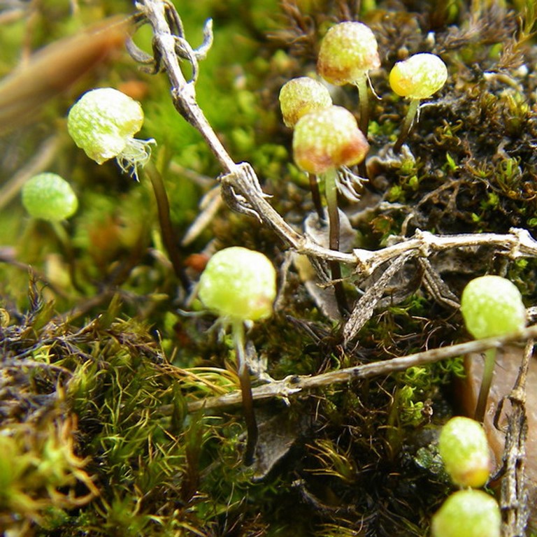 Plantsnap – Identify Plants, Trees, Mushrooms With An App