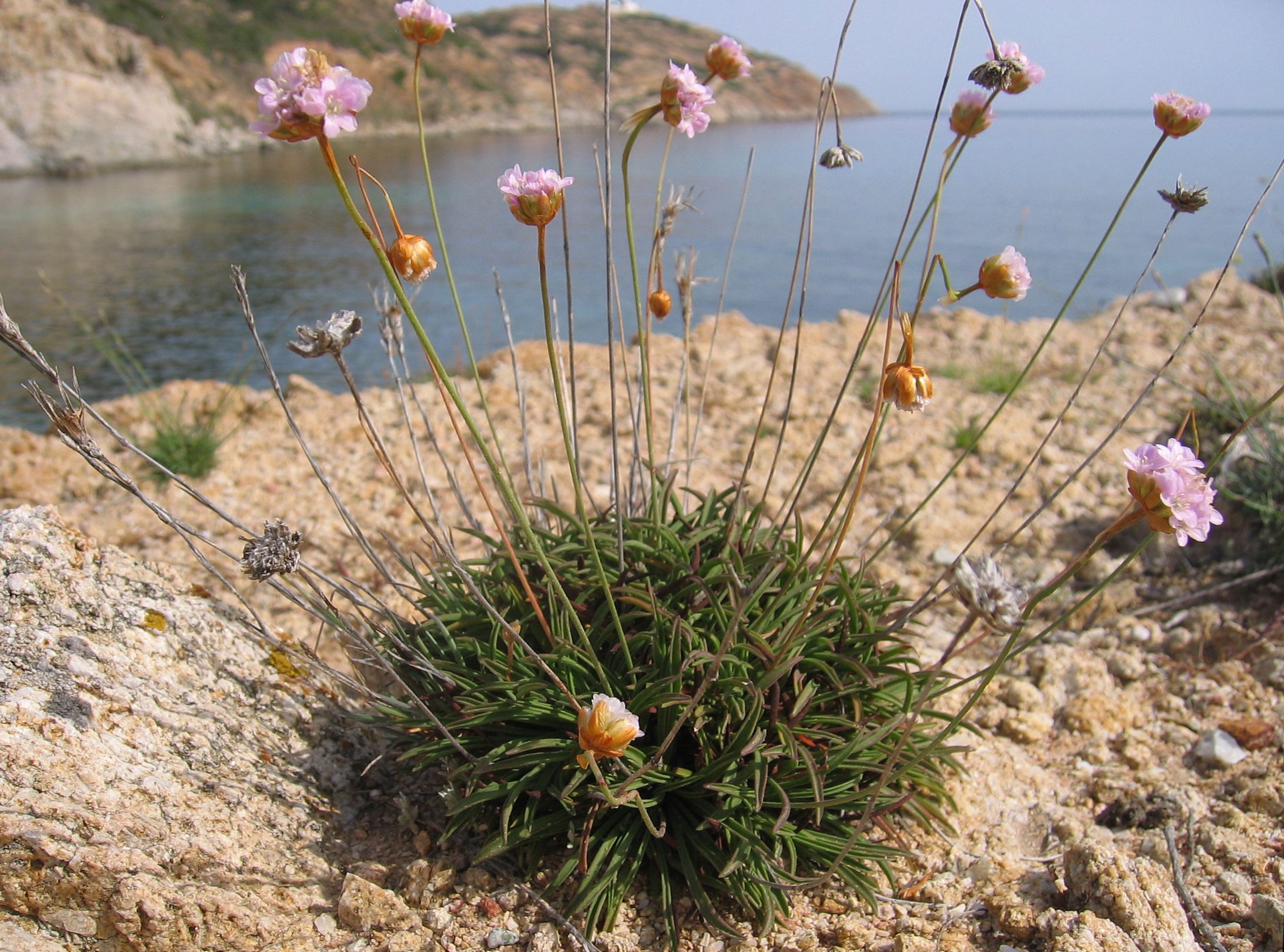 How to care for Corsican thrift - Complete Plant Care Guide | PlantSnap ...
