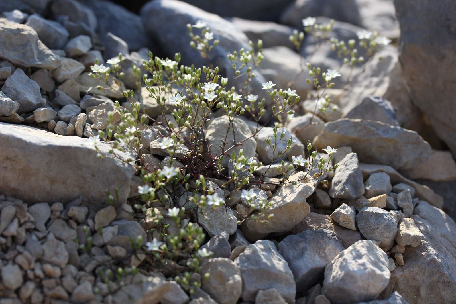 Plantsnap – Identify Plants, Trees, Mushrooms With An App