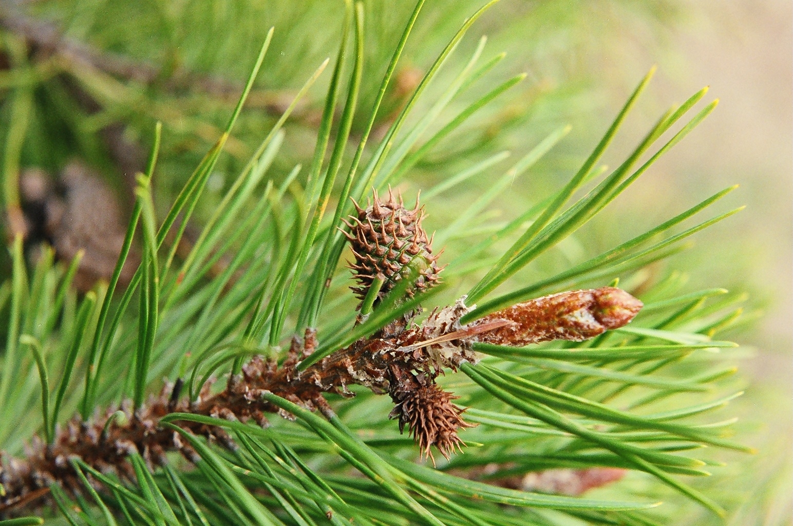 How to care for Apache pine - Complete Plant Care Guide | PlantSnap ...