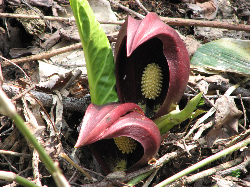 Plantsnap – Identify Plants, Trees, Mushrooms With An App