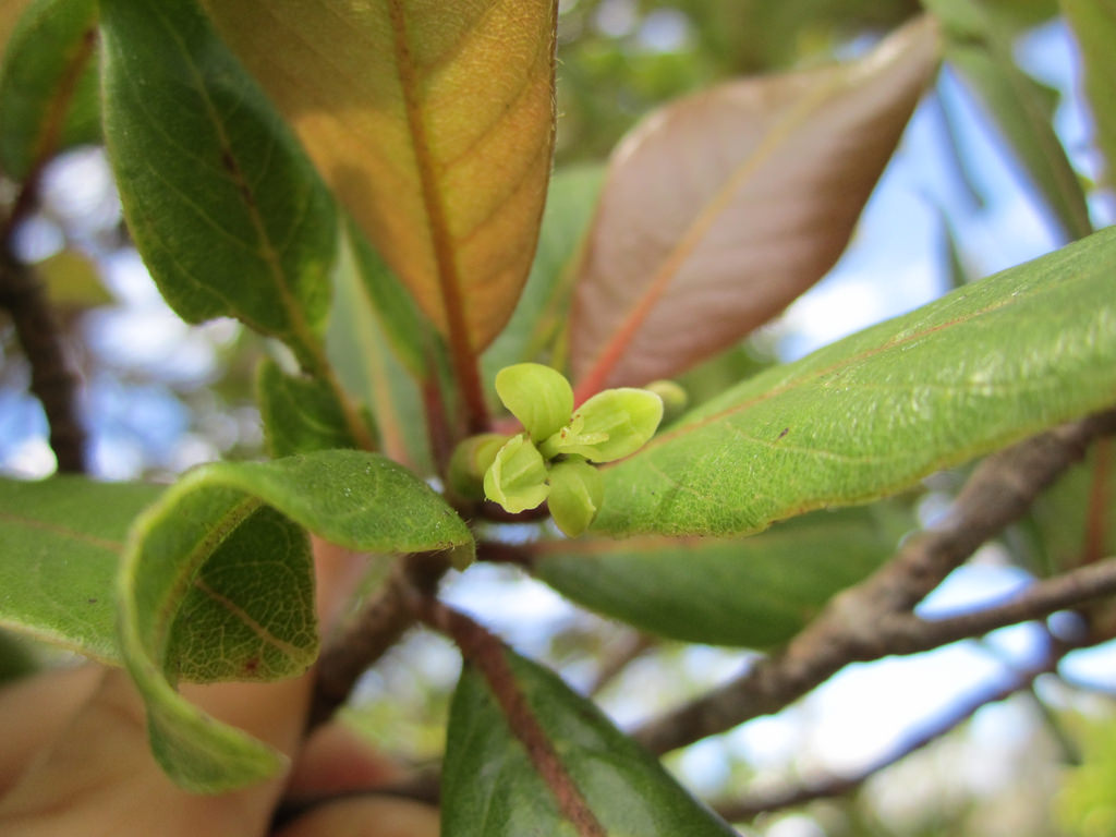 Plantsnap – Identify Plants, Trees, Mushrooms With An App