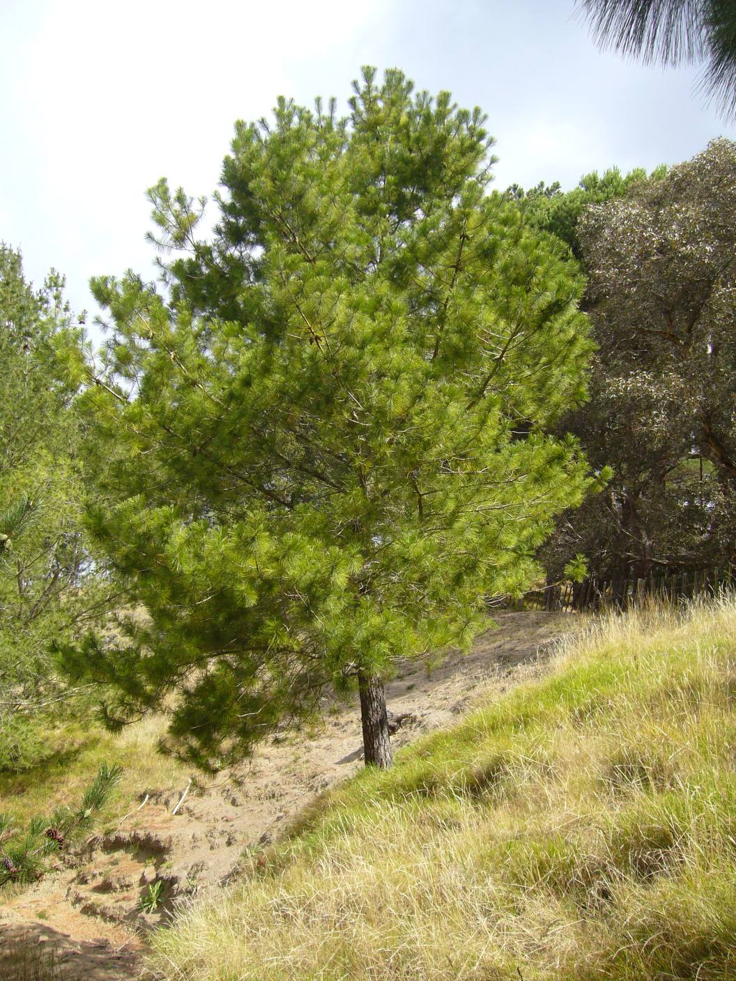 Plantsnap – Identify Plants, Trees, Mushrooms With An App