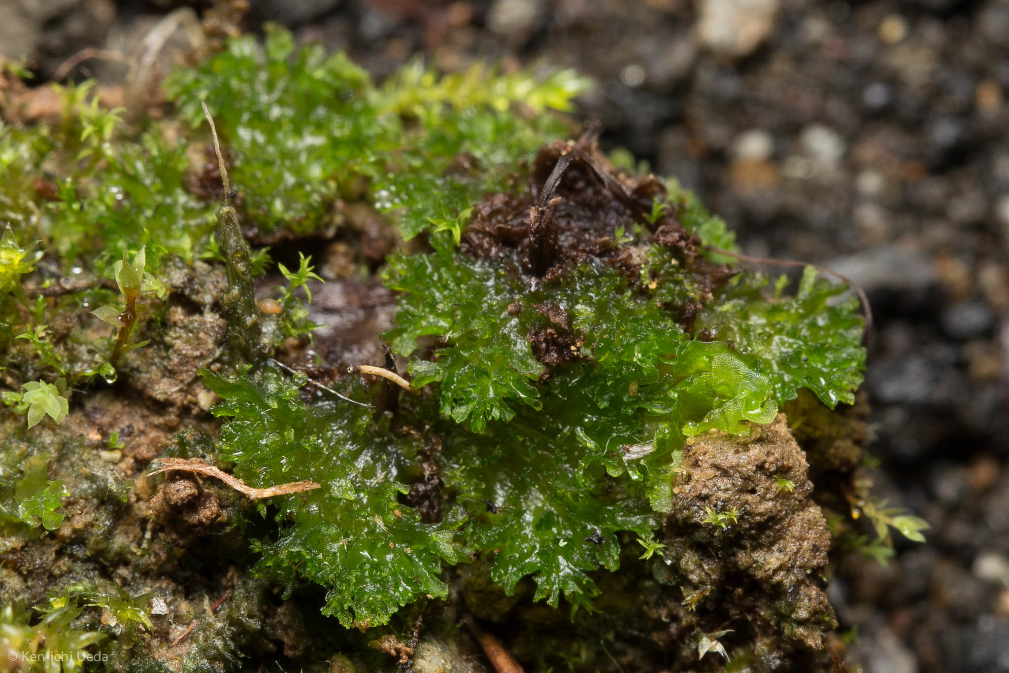 Plantsnap – Identify Plants, Trees, Mushrooms With An App