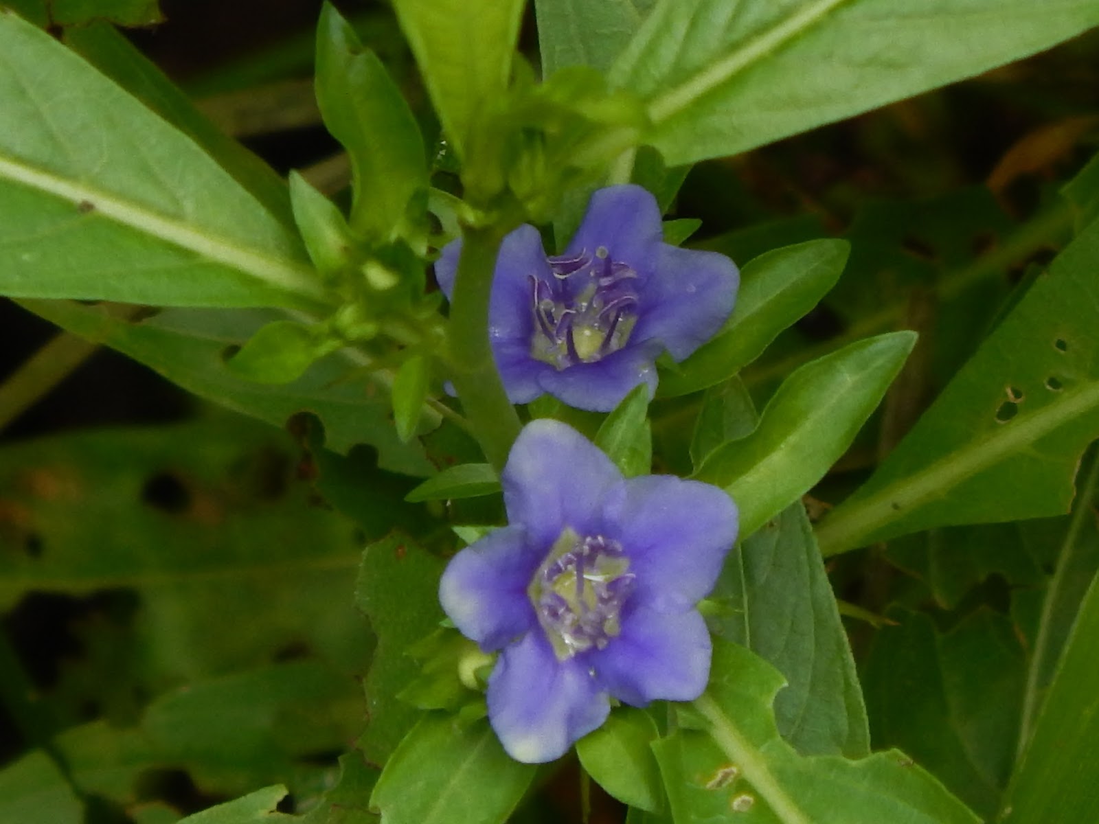 Plantsnap – Identify Plants, Trees, Mushrooms With An App