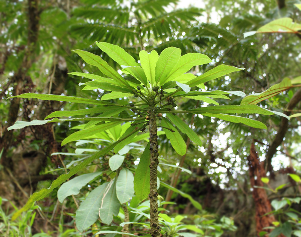 Plantsnap – Identify Plants, Trees, Mushrooms With An App