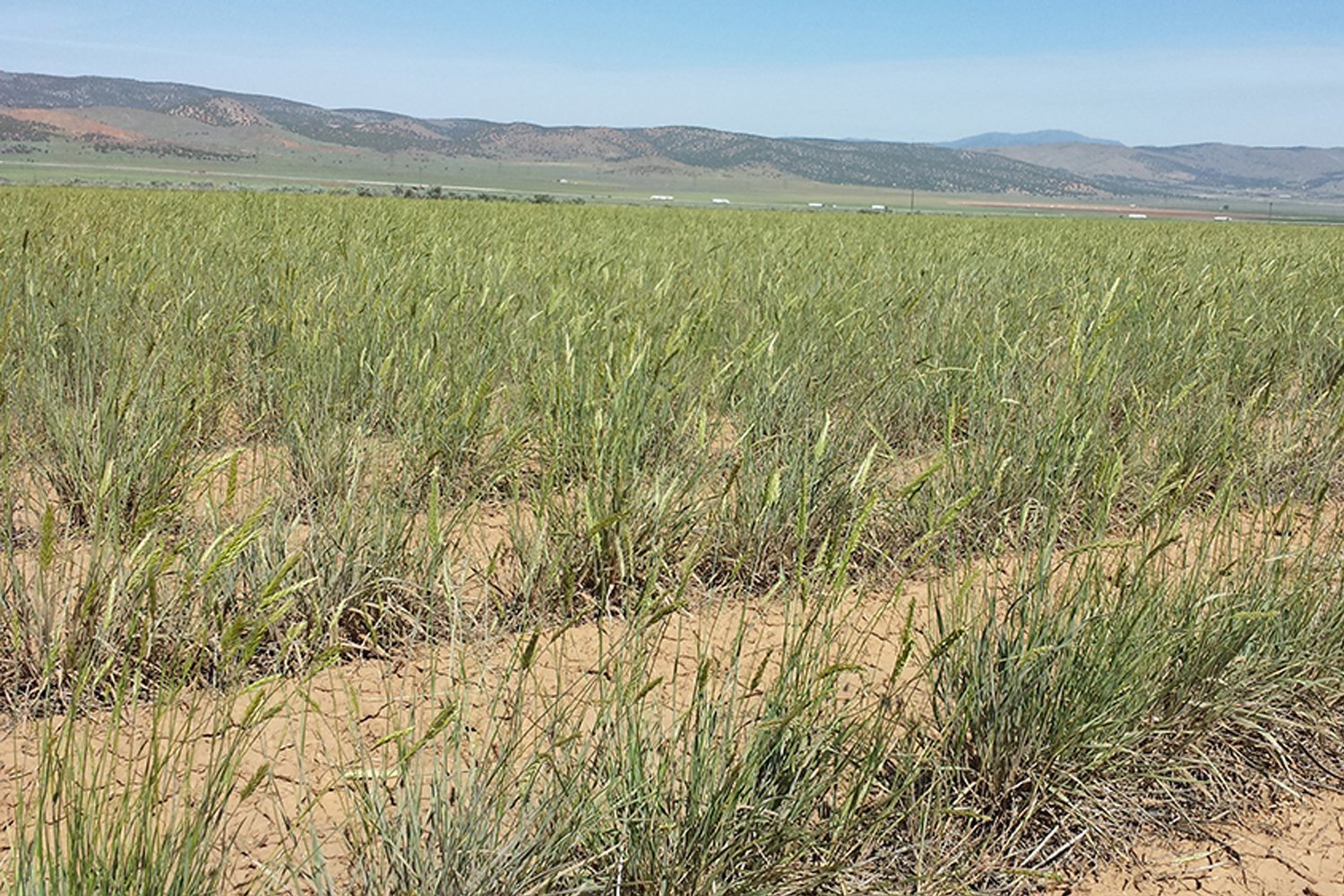 Plantsnap – Identify Plants, Trees, Mushrooms With An App