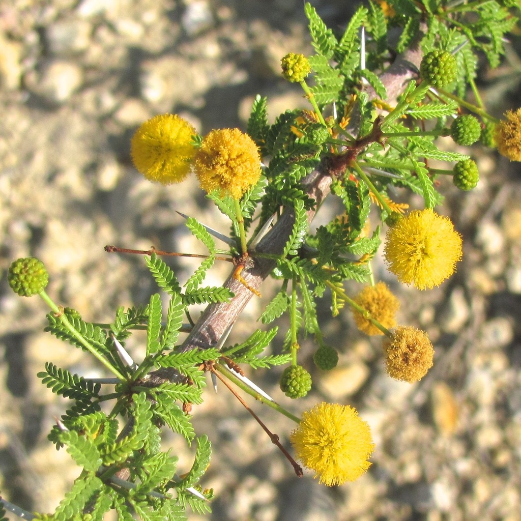 How to care for Chapman's vachellia - Complete Plant Care Guide ...