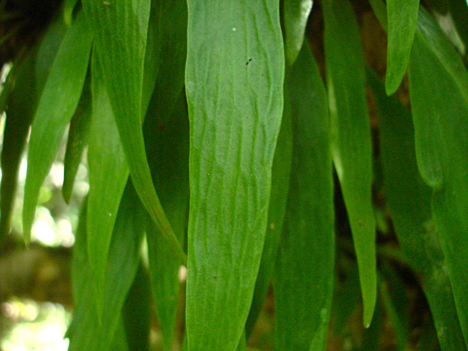 Plantsnap – Identify Plants, Trees, Mushrooms With An App