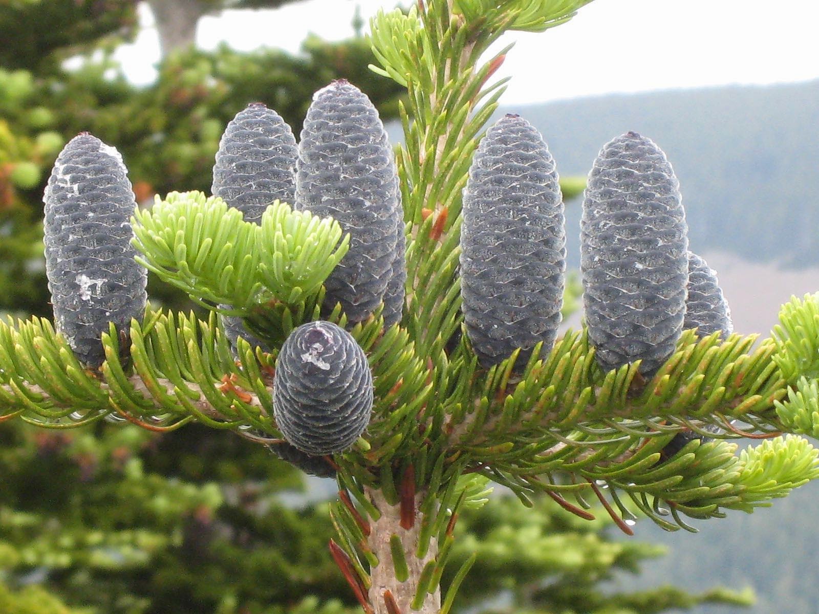 Shasta red fir - Plantsnap - Identify Plants, Trees, Mushrooms With An App