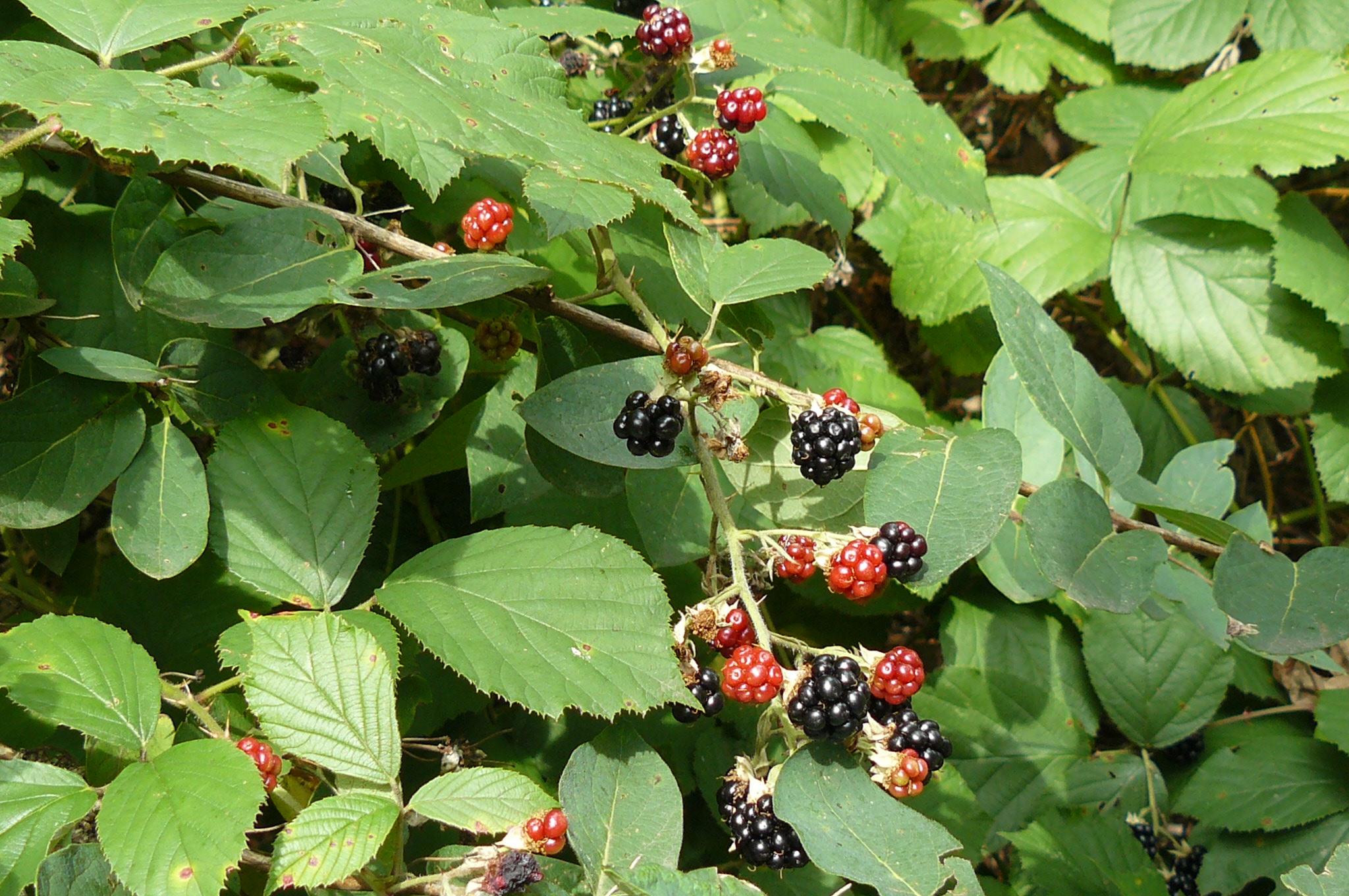 Himalayan Blackberry Bush