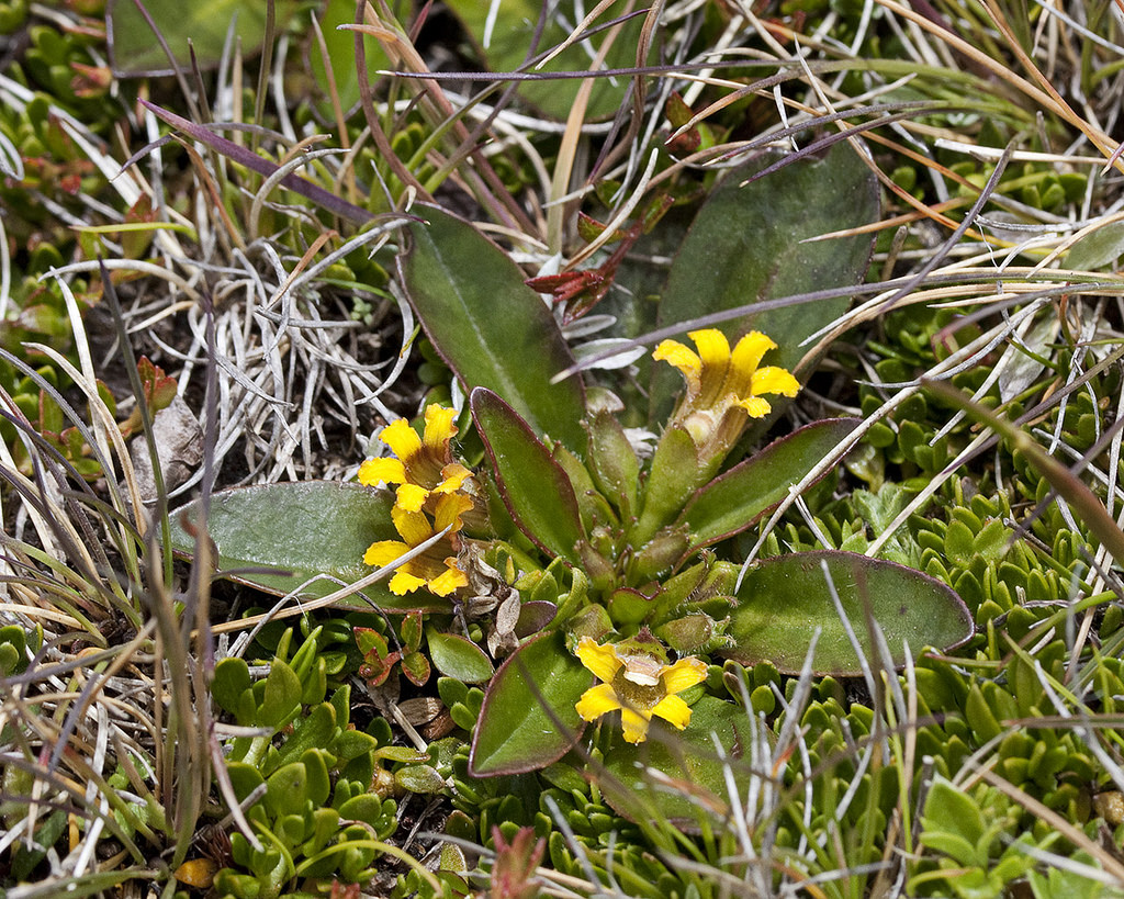 Plantsnap – Identify Plants, Trees, Mushrooms With An App