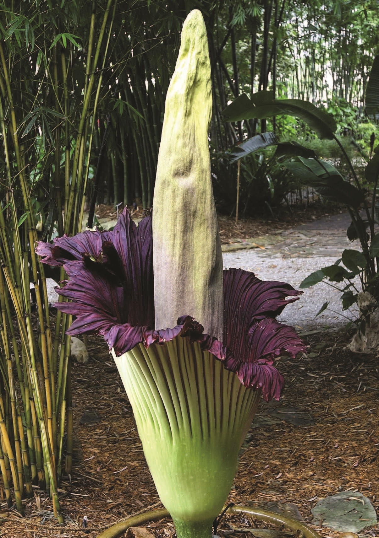 How to care for Titan arum - Complete Plant Care Guide | PlantSnap ...