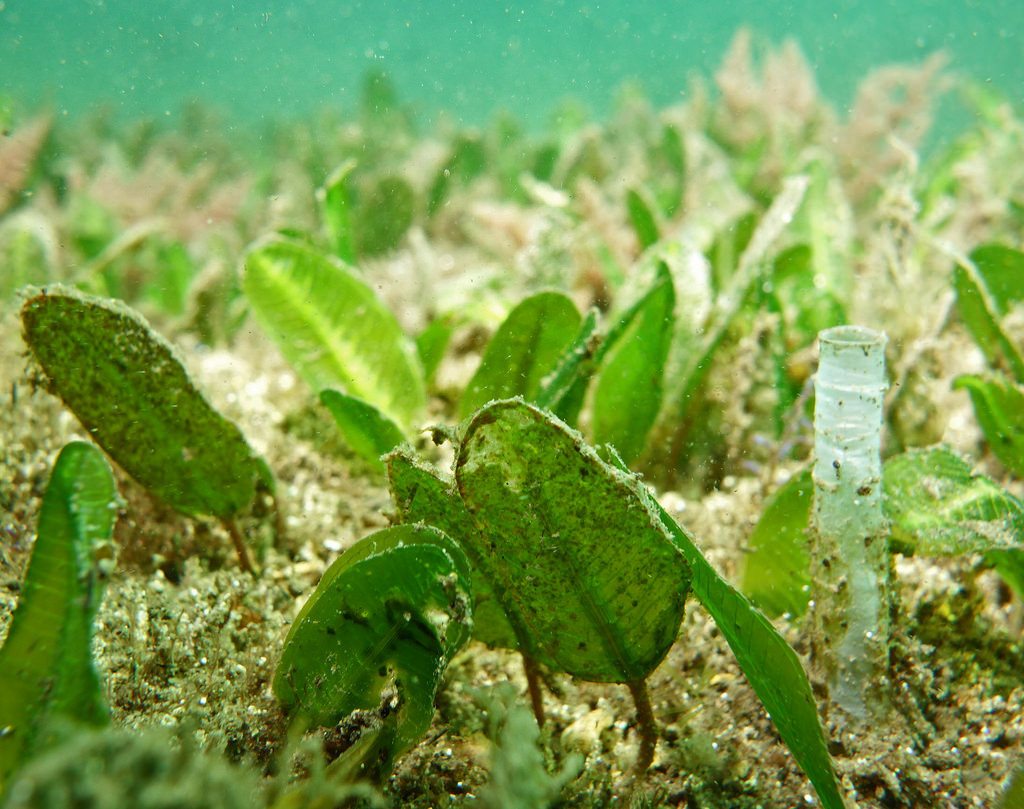 Plantsnap – Identify Plants, Trees, Mushrooms With An App