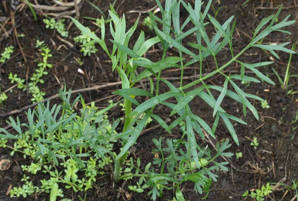 Plantsnap – Identify Plants, Trees, Mushrooms With An App