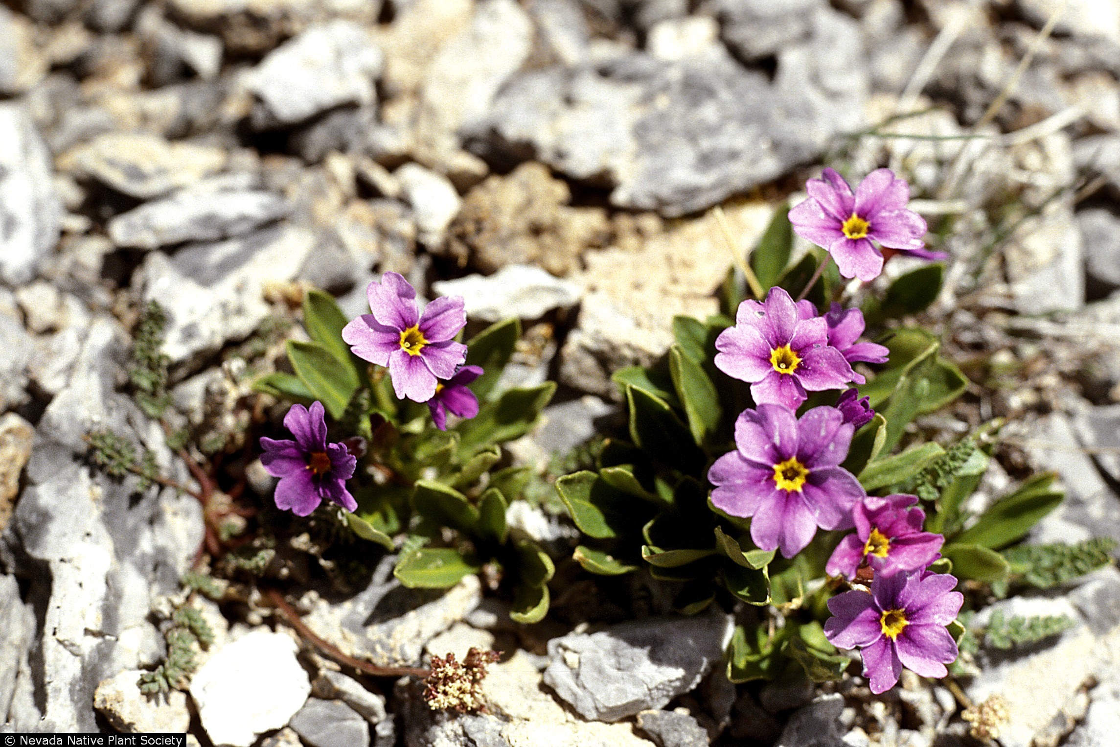 Plantsnap – Identify Plants, Trees, Mushrooms With An App