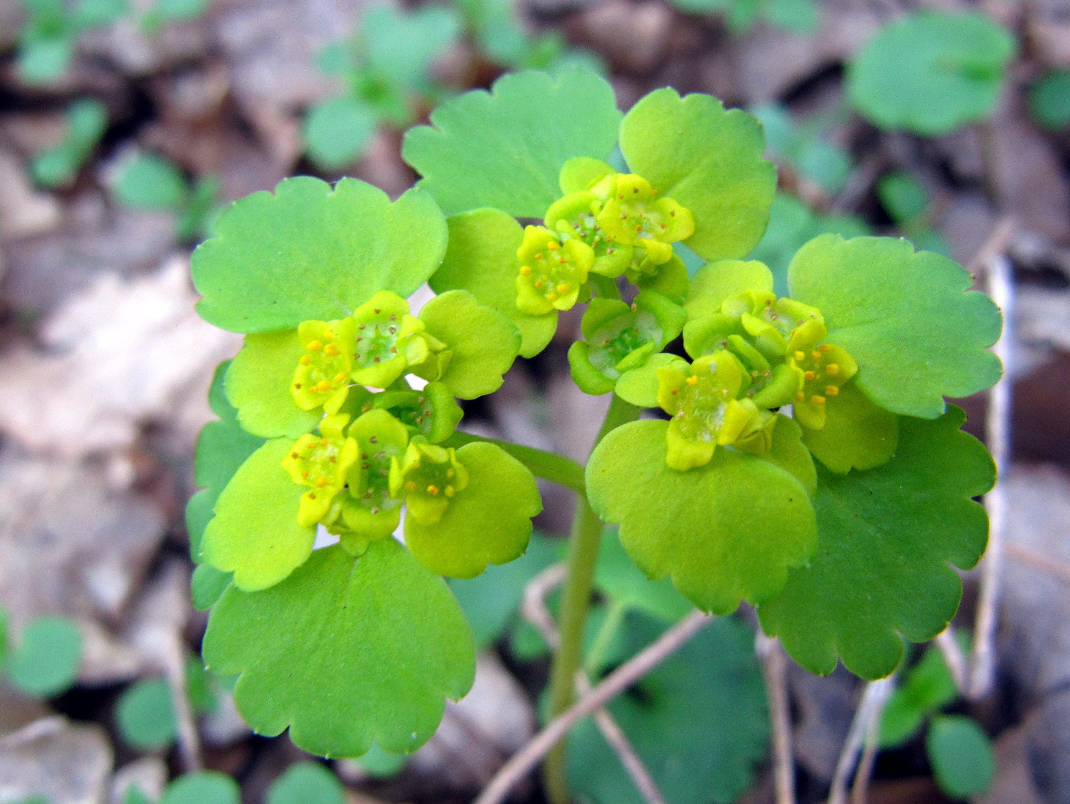 Plantsnap – Identify Plants, Trees, Mushrooms With An App