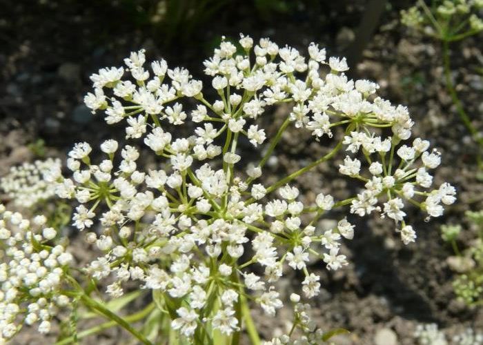 Plantsnap – Identify Plants, Trees, Mushrooms With An App