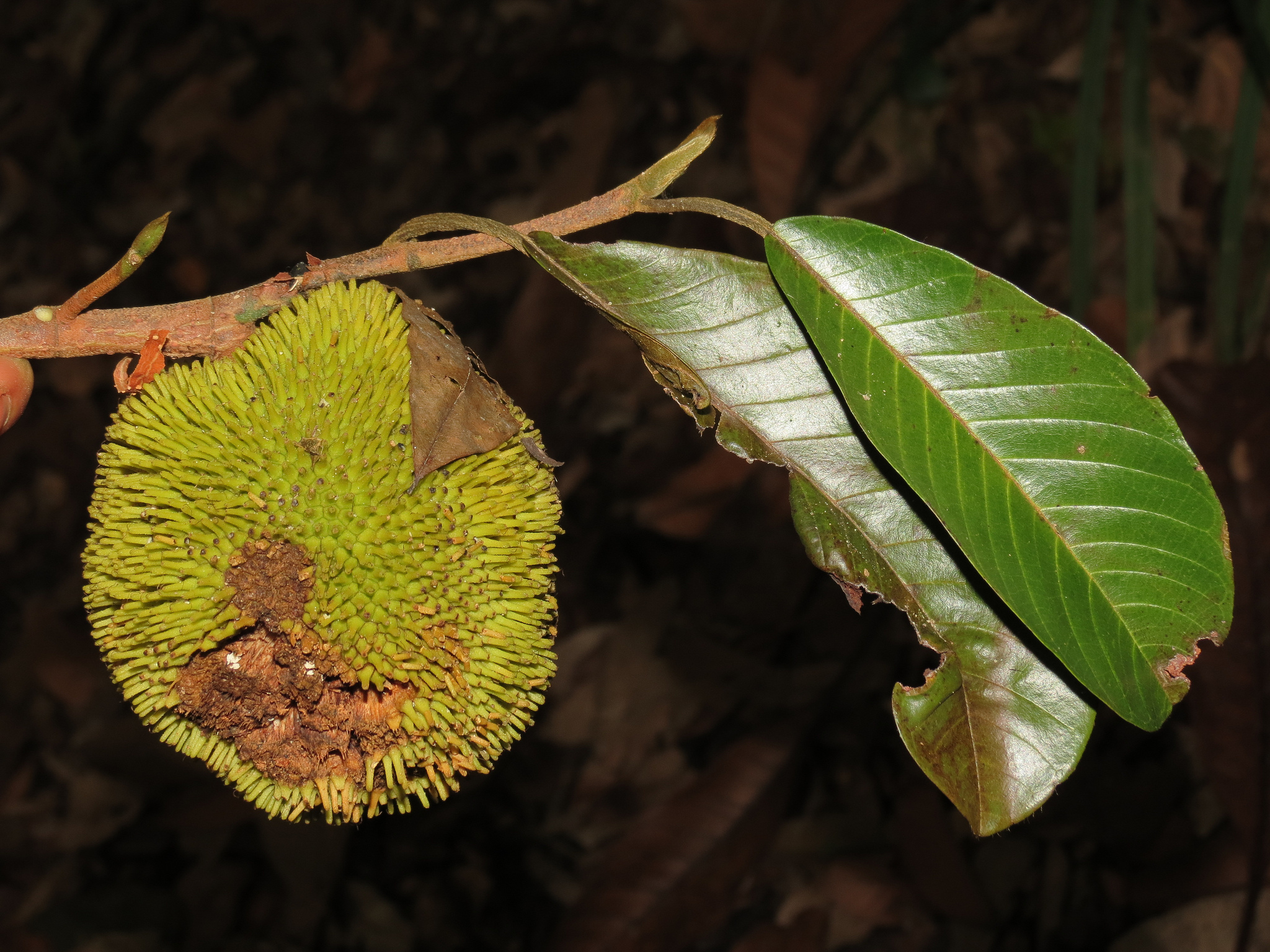 Plantsnap – Identify Plants, Trees, Mushrooms With An App