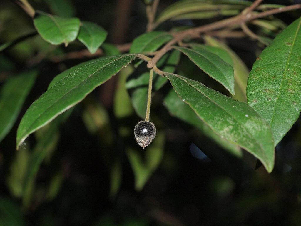 Plantsnap – Identify Plants, Trees, Mushrooms With An App