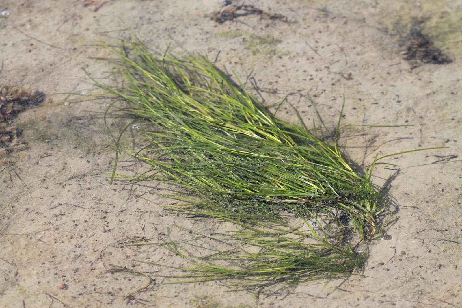 Plantsnap – Identify Plants, Trees, Mushrooms With An App