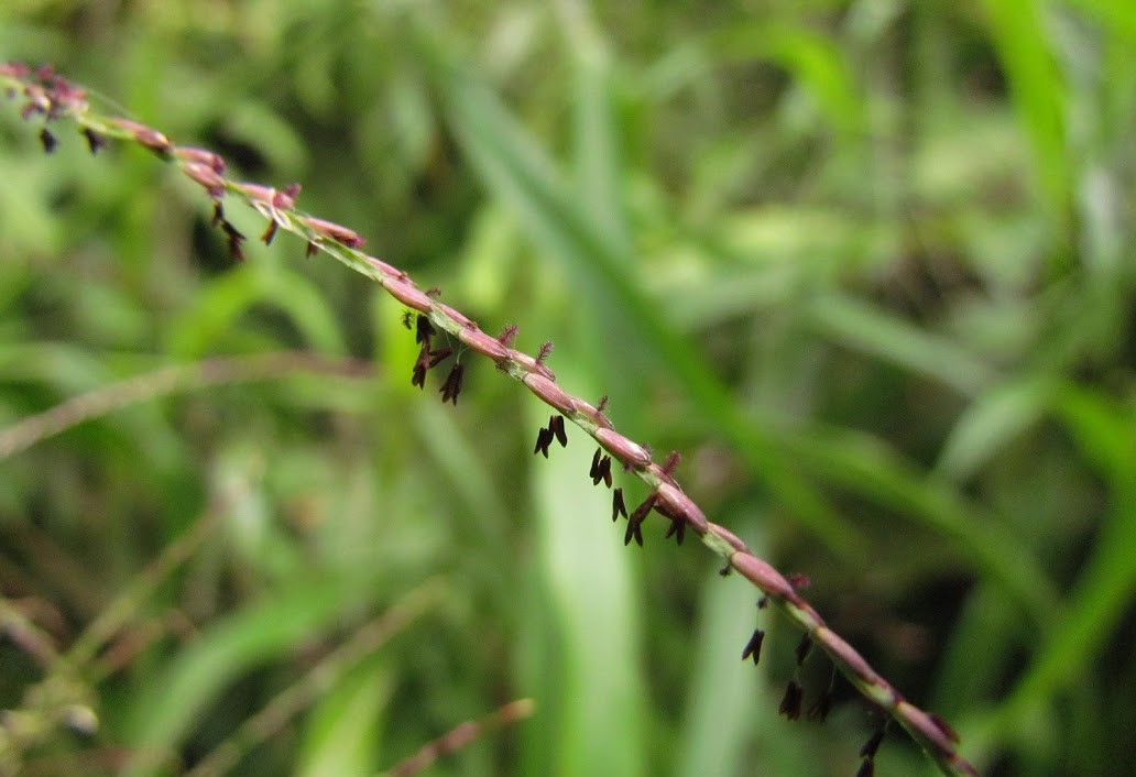 Plantsnap – Identify Plants, Trees, Mushrooms With An App