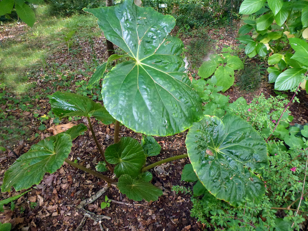 How to care for Abor begonia - Complete Plant Care Guide | PlantSnap ...
