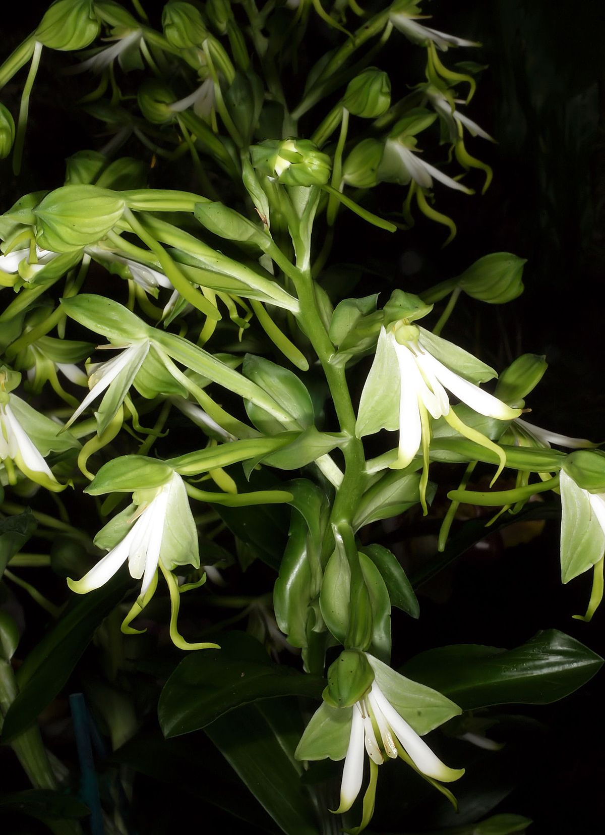 Plantsnap – Identify Plants, Trees, Mushrooms With An App