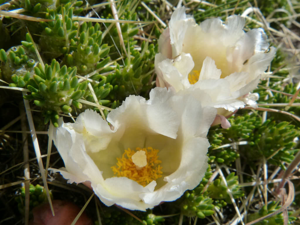 How to care for Patagonian maqui - Complete Plant Care Guide ...