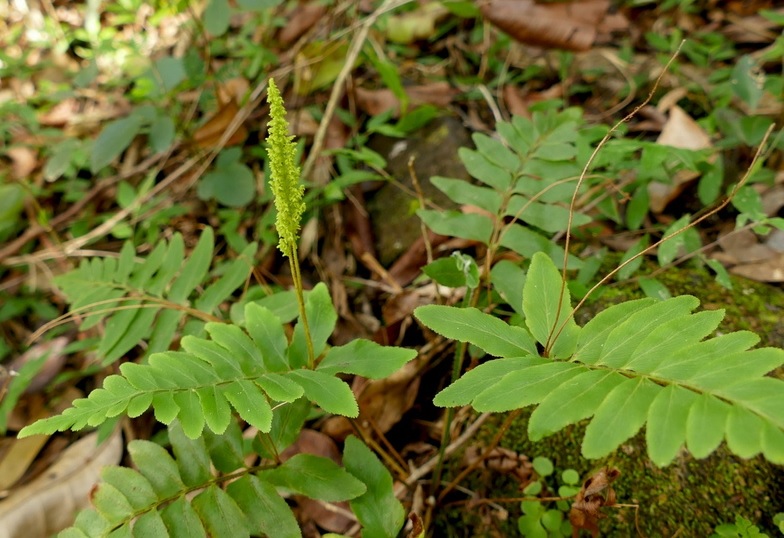 Plantsnap – Identify Plants, Trees, Mushrooms With An App