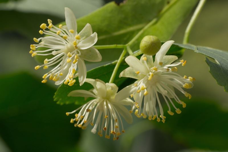 Plantsnap – Identify Plants, Trees, Mushrooms With An App