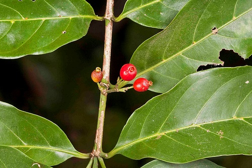 Plantsnap – Identify Plants, Trees, Mushrooms With An App