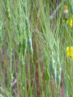 Plantsnap – Identify Plants, Trees, Mushrooms With An App