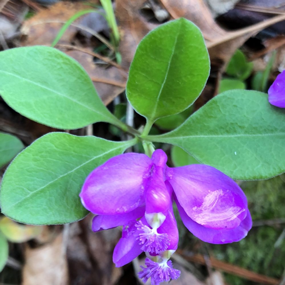 Gaywings - Plantsnap - Identify Plants, Trees, Mushrooms With An App