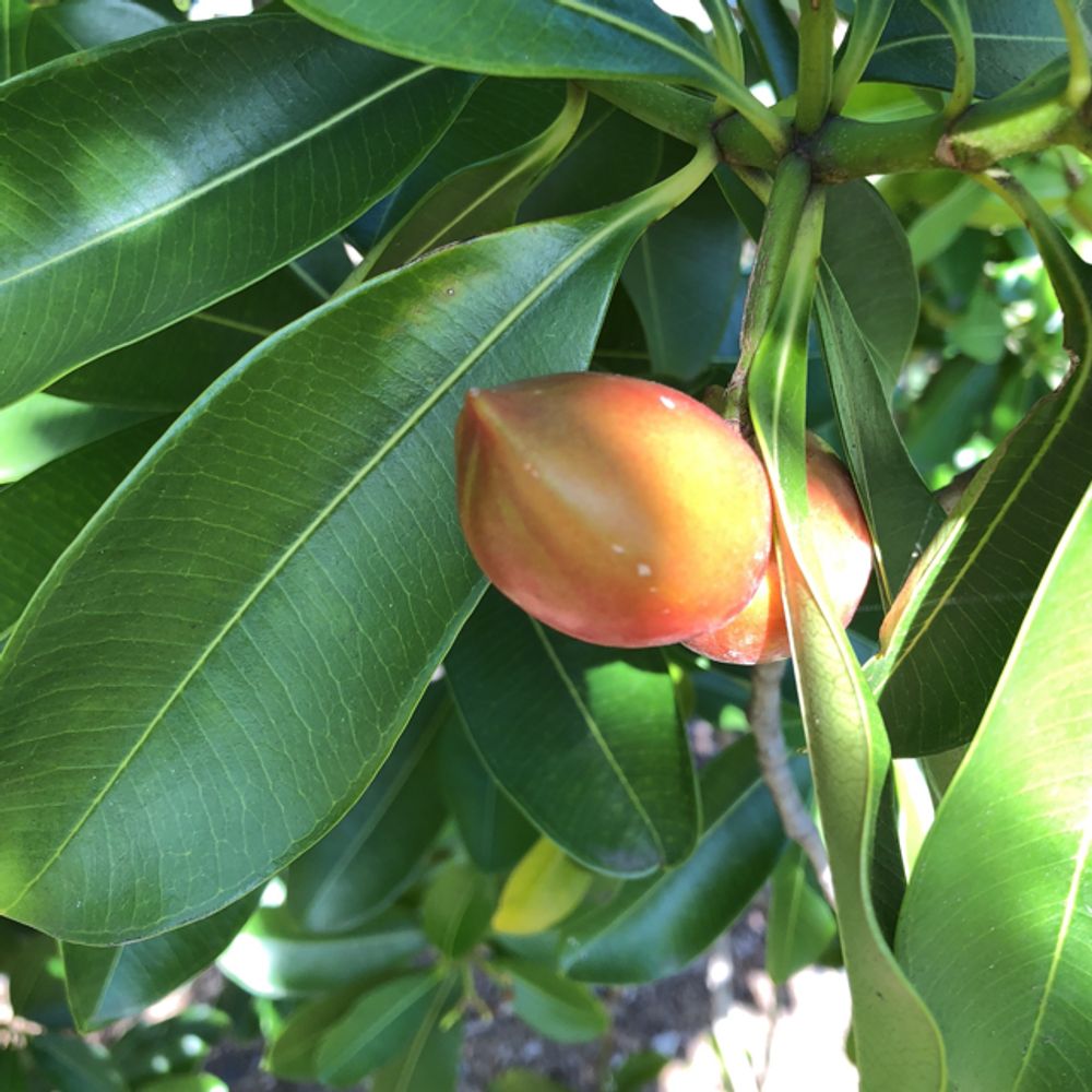 Elliptic yellowwood - Plantsnap - Identify Plants, Trees, Mushrooms ...