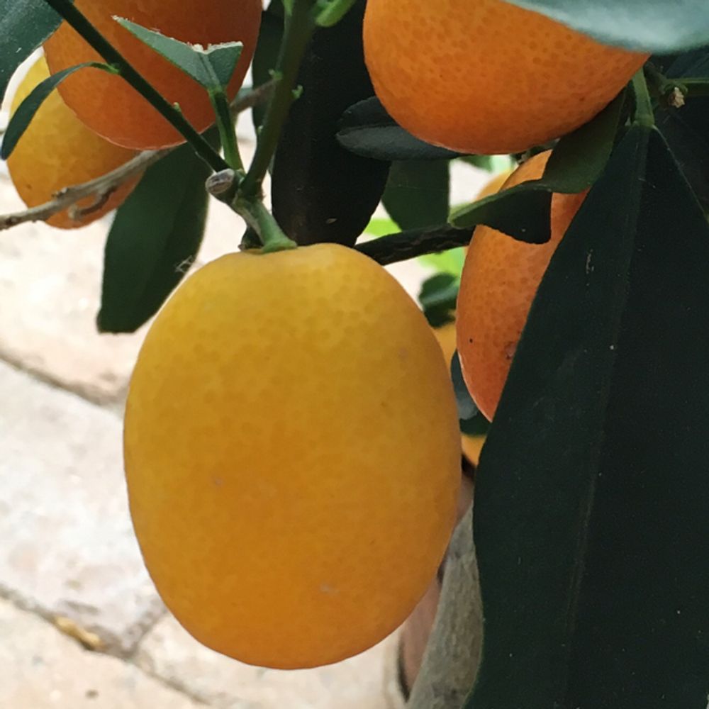 Plantsnap – Identify Plants, Trees, Mushrooms With An App