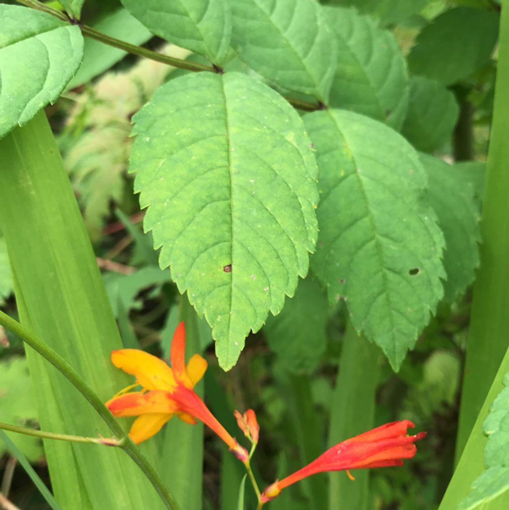 Blushing bride - Plantsnap - Identify Plants, Trees, Mushrooms With An App