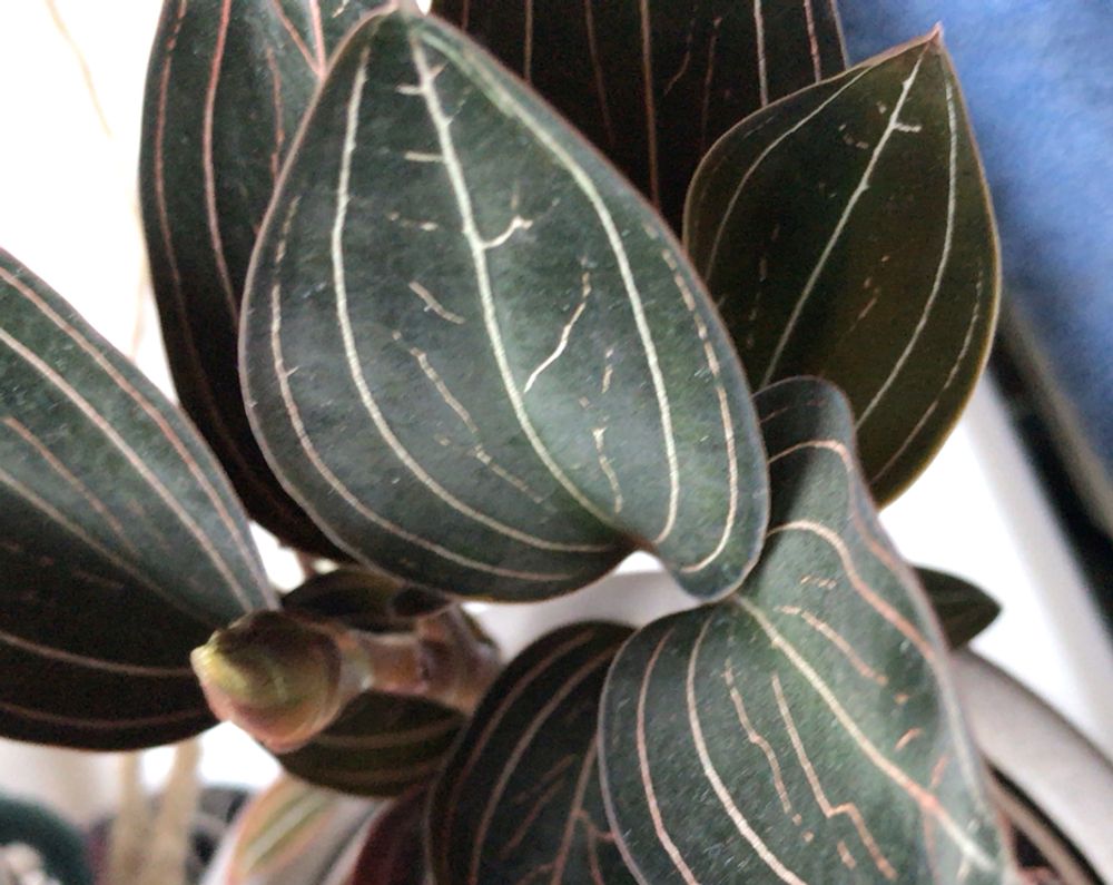 Plantsnap – Identify Plants, Trees, Mushrooms With An App