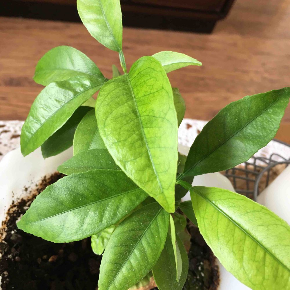 Plantsnap – Identify Plants, Trees, Mushrooms With An App