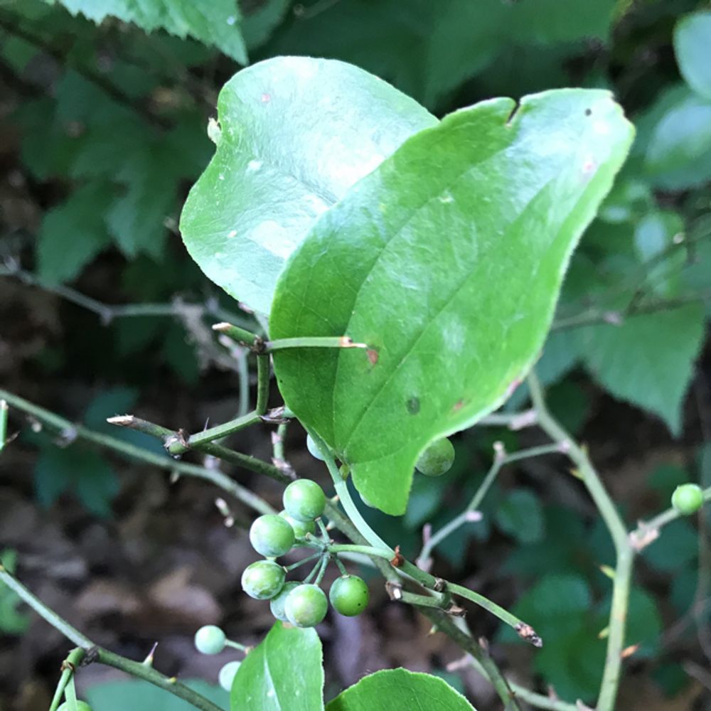 China root - Plantsnap - Identify Plants, Trees, Mushrooms With An App