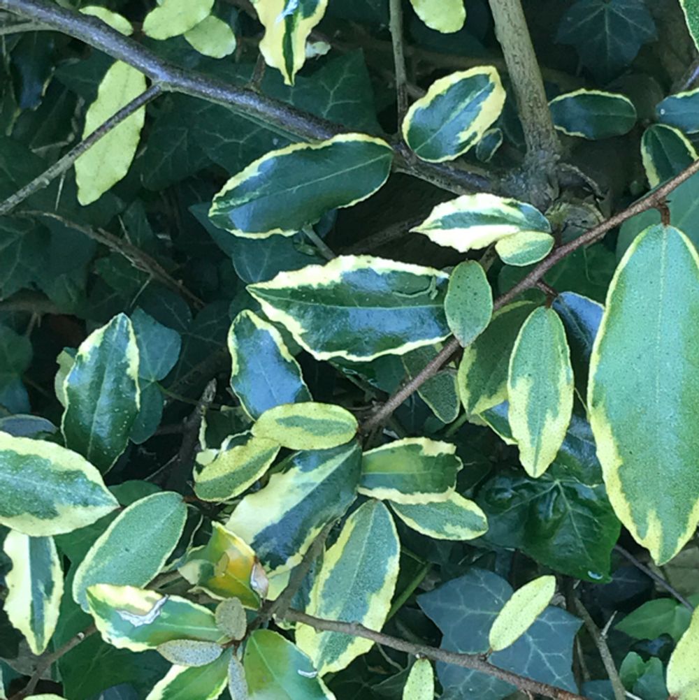 How to care for Silverthorn - Complete Plant Care Guide | PlantSnap ...